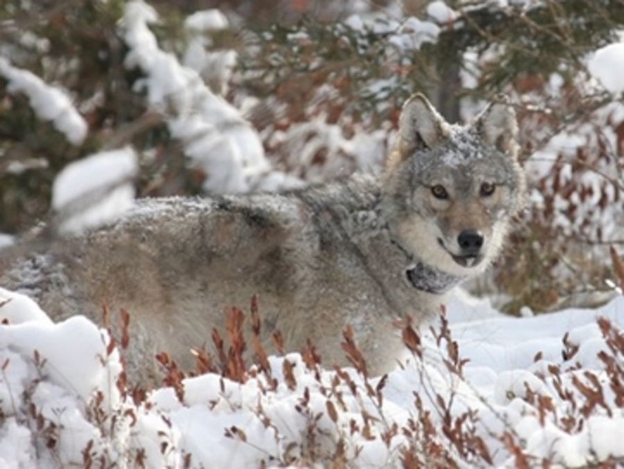 Wisconsin's wolf population stabilizing after decades of growth - NBC26 ...