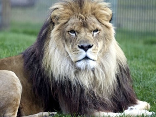 NEW Zoo African lion, Shambe, dies after fast-acting illness - NBC26 ...