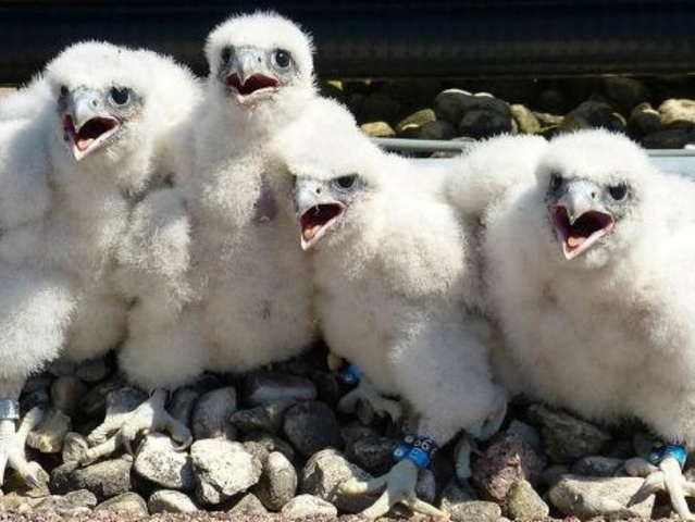 UWGB'S peregrine falcons have new names through a contest - NBC26 WGBA ...