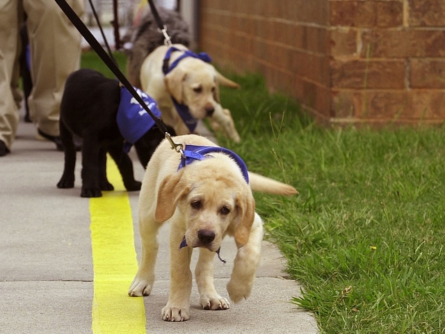 Guide dog owners complain about untrained 'service animals' - NBC26 ...