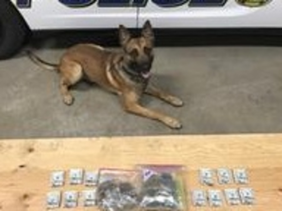 Green Bay K9 Pyro leads officers to cash and pot - NBC26 WGBA-TV Green ...